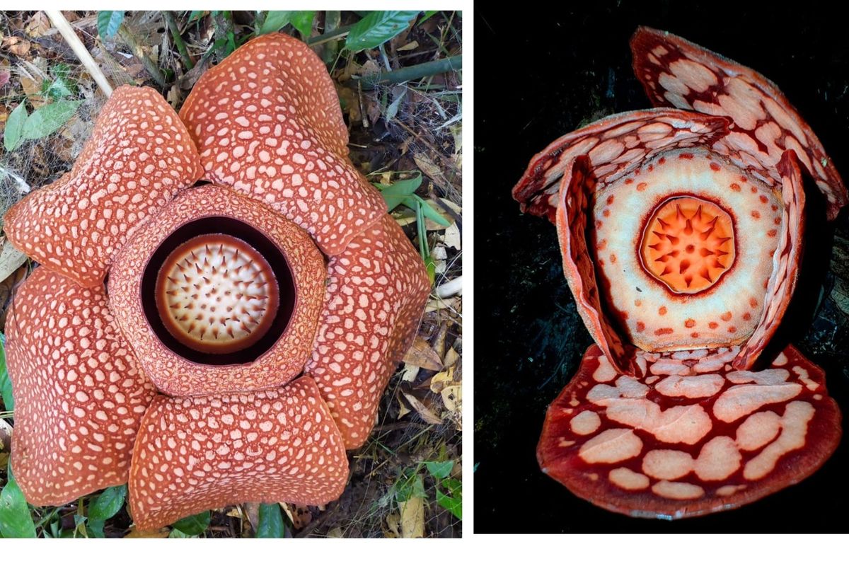 Rafflesia hasseltii dan Rafflesia arnoldii Bukan Spesies Sama, BRIN ...