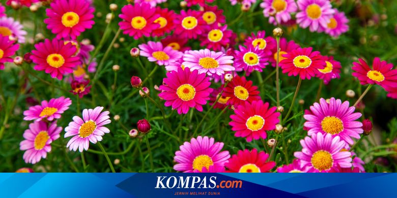 6 Bunga Berwarna Pink yang Paling Populer dan Bisa Ditanam di Rumah