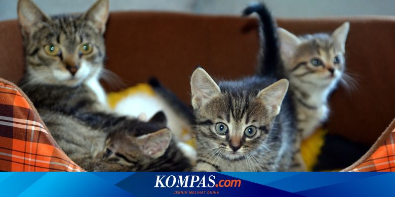 7 Manfaat Memelihara Kucing Menurut Studi Ilmiah