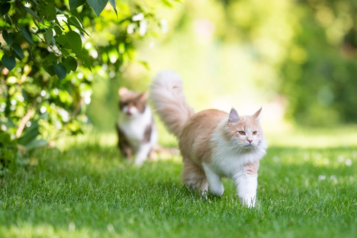 5 Cara Menjauhkan Kucing dari Taman Halaman all - Kompas.com