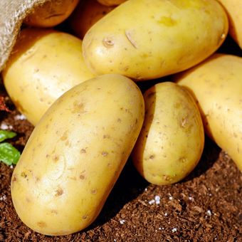 Cara Menanam Kentang di Pot, Hemat Tempat dan Bisa di Mana Saja