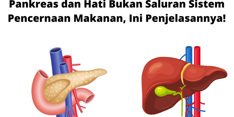 Pankreas dan Hati Bukan Saluran Sistem Pencernaan Makanan, Ini ...