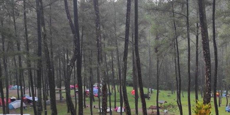 Berita Harian Daya Tarik Hutan Pinus Loji Blitar Terbaru Hari Ini ...