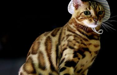 kucing harimau dan