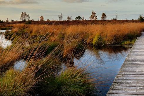 Berita Harian Klasifikasi-rawa-berdasarkan-vegetasinya Terbaru Hari Ini ...