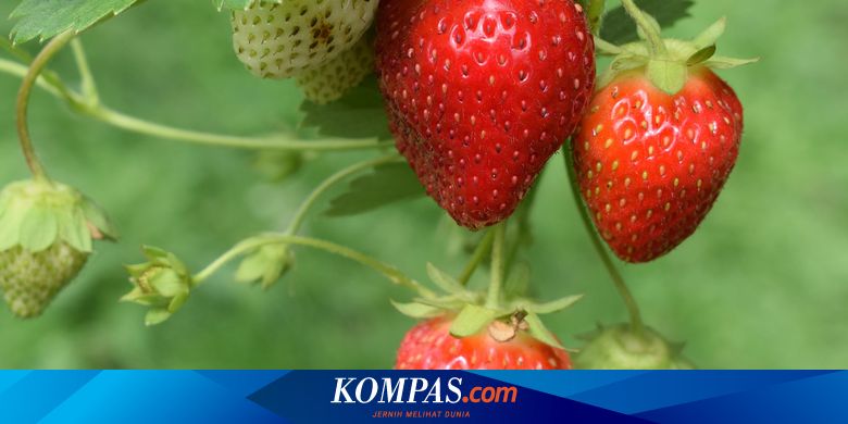 Berita Terkini Harian Pemupukan Pohon Stroberi Terbaru Hari Ini ...