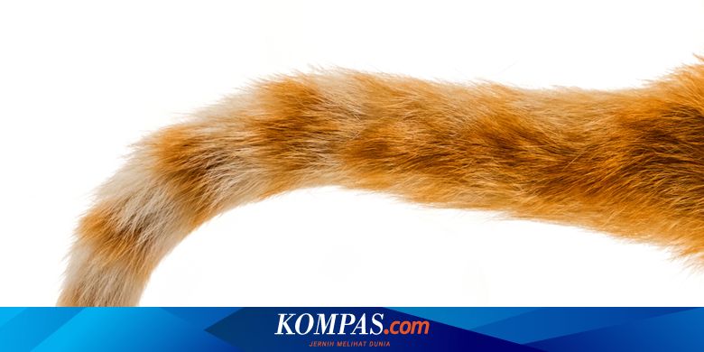 Berita Harian Apakah Manusia Memiliki Ekor Terbaru Hari Ini - Kompas.com