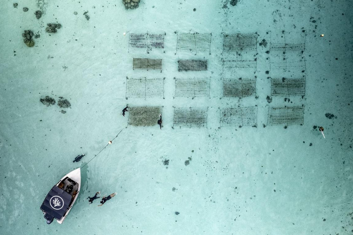 Budidaya Terumbu Karang dengan Metode Restorasi untuk Selamatkan Laut