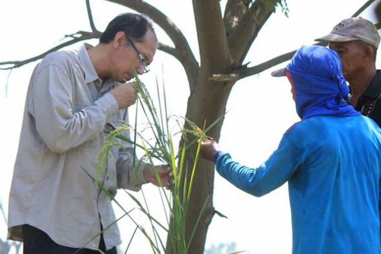 Muasal Padi Pandan Wangi, Asalnya dari Padi Liar