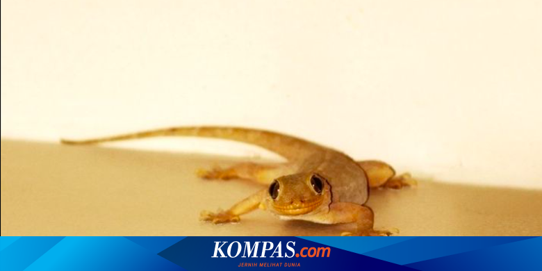 7 Cara Mengusir Cicak dari Rumah dengan Mudah