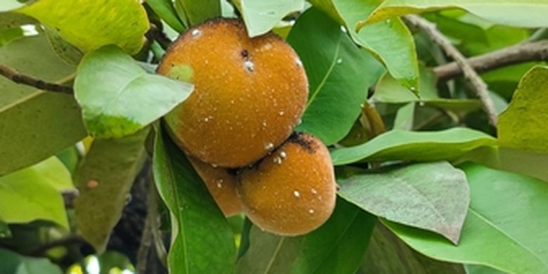 Simak, Cara Menanam Buah Bisbul yang Mulai Langka