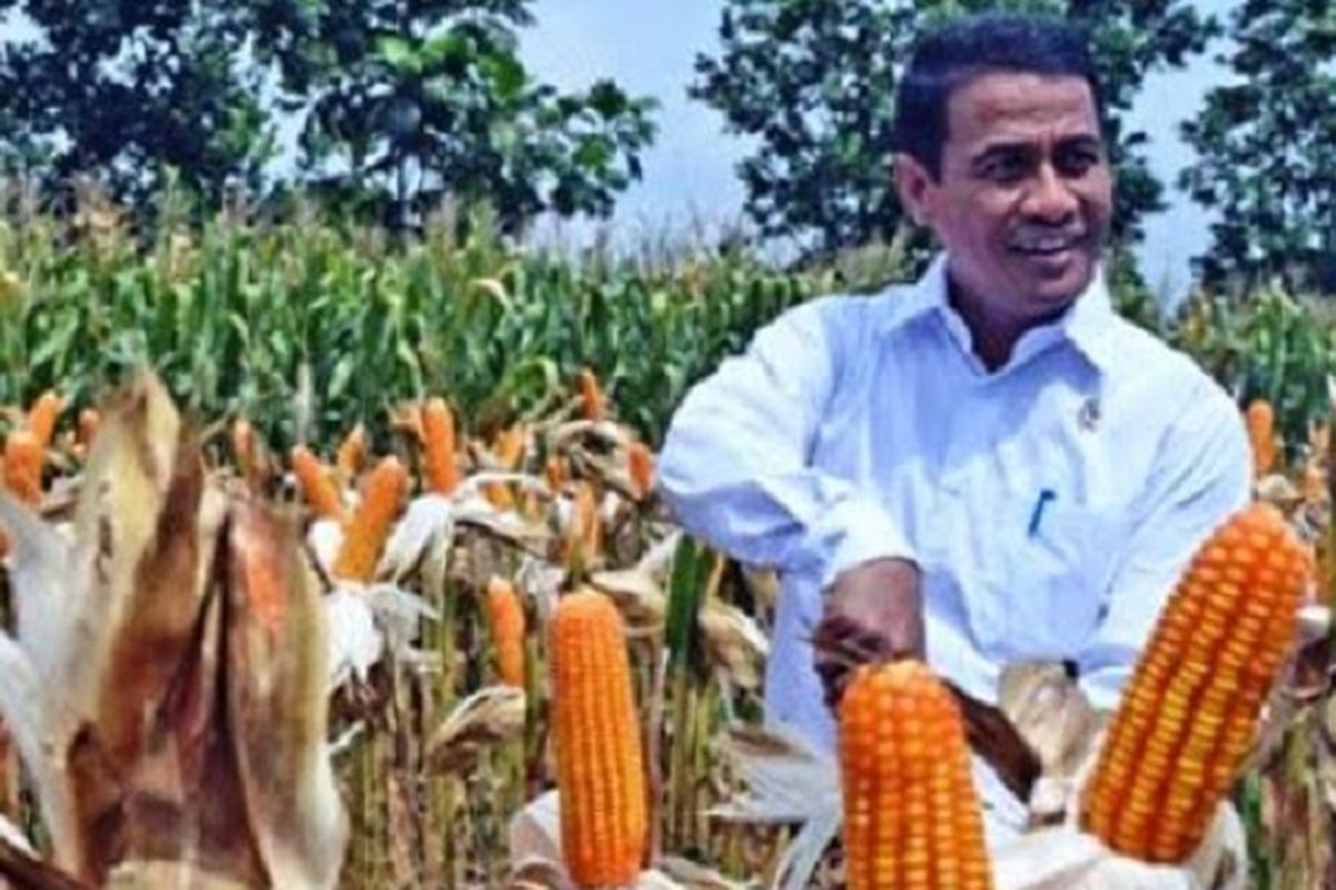 Panen Jagung Melimpah, Mentan Sumringah