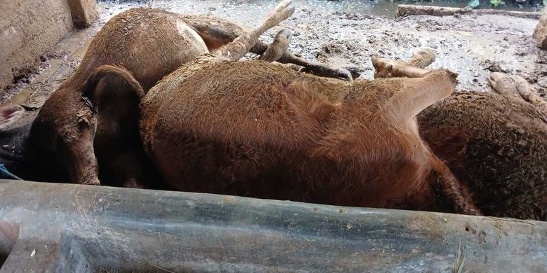 Berita Harian Sapi Mati Mendadak Di Semarang Terbaru Hari Ini - Kompas.com