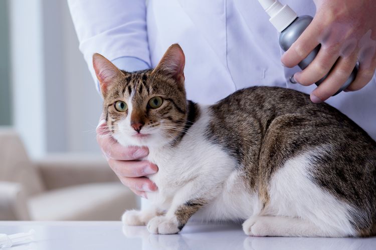 6 Alasan Kucing Malas Makan dan Cara Mengatasinya