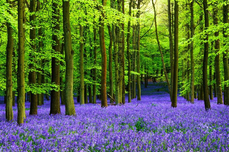 5 Jenis Tanaman yang Banyak Dijumpai di Inggris