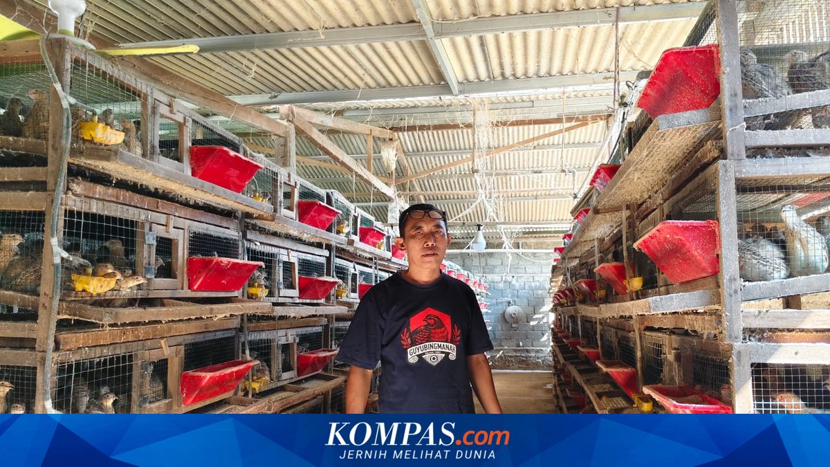 Dari 1.000 Menjadi 11.000 Ekor, Perjuangan Suprianto Membangun Kembali ...