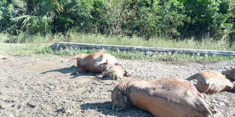 Berita Harian Sapi-di-ntt-mati Terbaru Hari Ini - Kompas.com