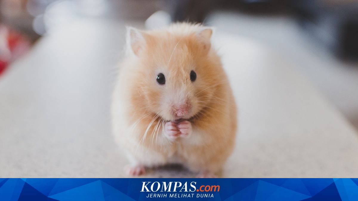 5 Jenis Hamster Paling Populer yang Bisa Dijadikan Hewan Peliharaan