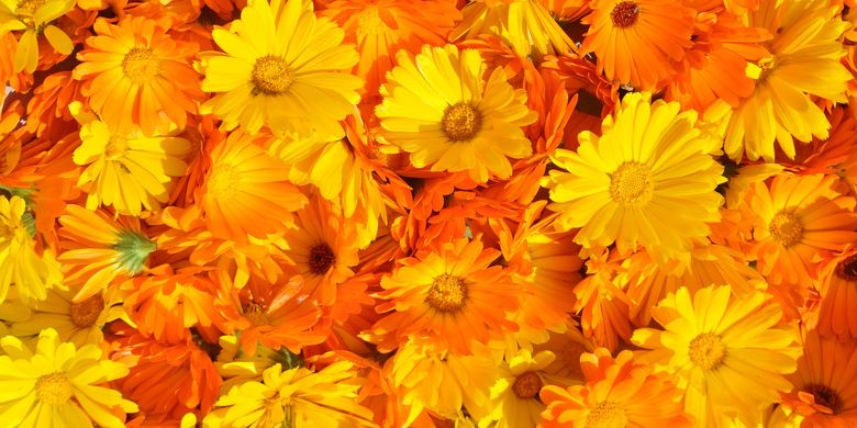 10 Bunga yang Bisa Dimakan, Jadi Hidangan Bergizi