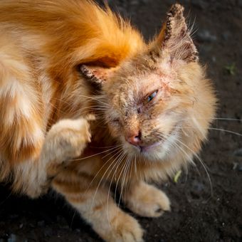 Apakah Scabies pada Kucing Menular? Ini Penjelasan Dokter Hewan
