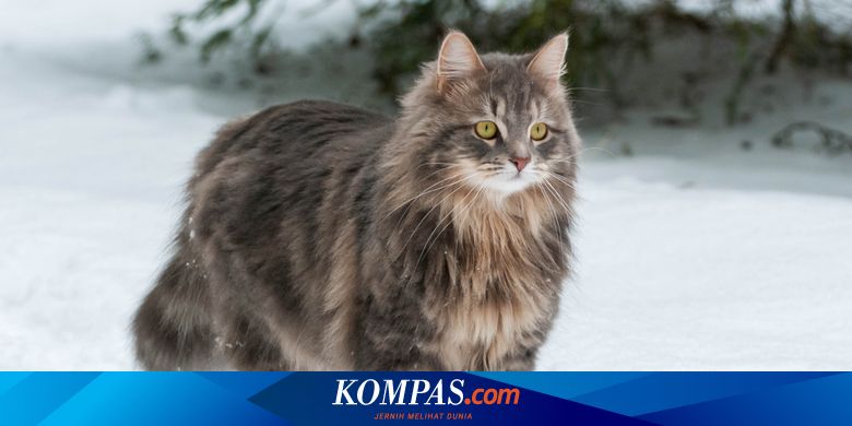 10 Ras Kucing Besar yang Dapat Dipelihara, Ada Persia dan Savannah