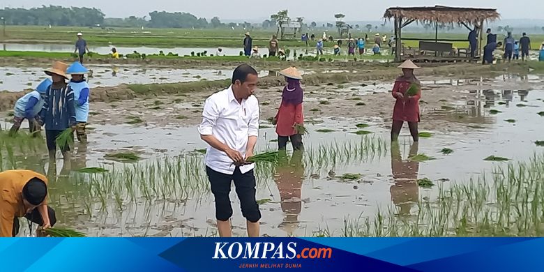 Jokowi Buka Keran Impor Beras 1 Juta Ton dari India