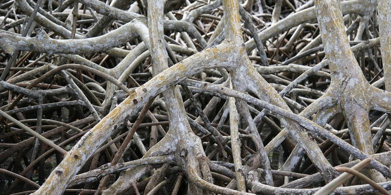 Pneumatofor, Akar Napas Tumbuhan Bakau