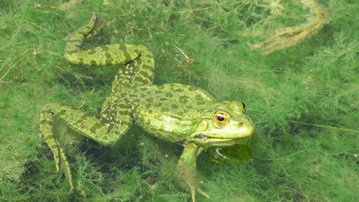 Klasifikasi Hewan Vertebrata: Ikan, Amfibi, Reptil, Burung, dan Mamalia
