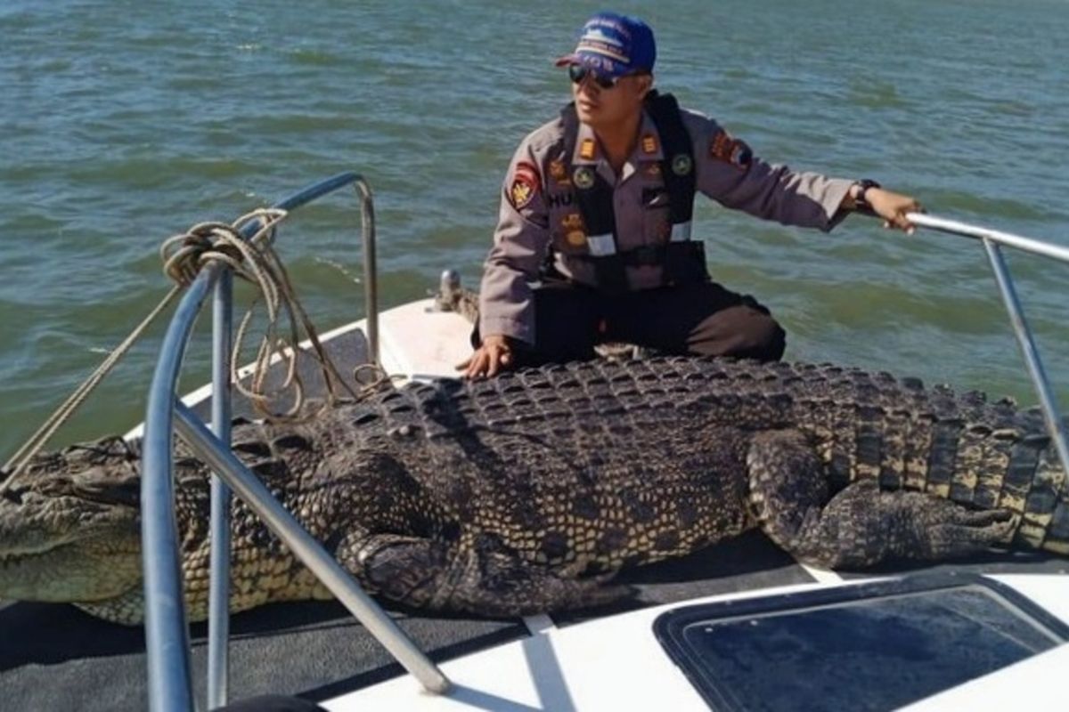 Satu Tertangkap, Diduga Masih Ada 3 Ekor Buaya di Perairan Segara ...