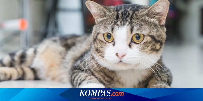 7 Alasan Mengapa Kucing Menjadi Agresif