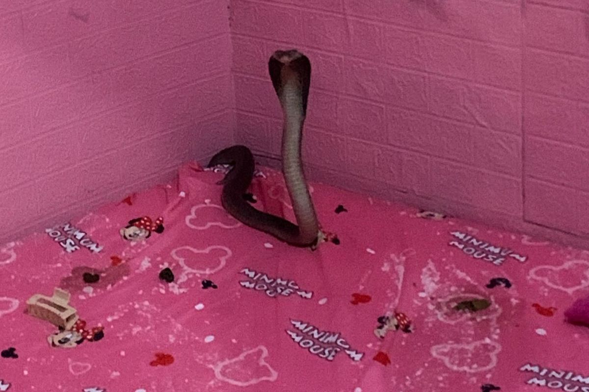 Viral Aksi Petugas Damkar Sidoarjo Evakuasi Ular dari Kamar Tidur Warga ...