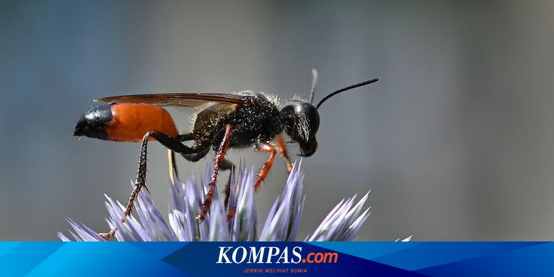 Disengat Kawanan Tawon Gung, Perempuan di Gunungkidul Masuk RS