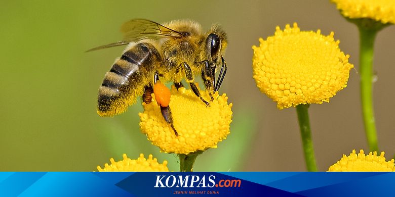 Tips Sederhana Mengobati Sengatan Lebah dan Tawon