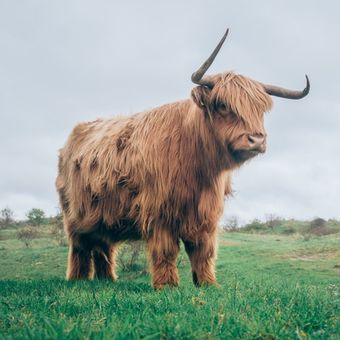 Idul Adha, Kenali 5 Jenis Sapi Paling Istimewa di Dunia