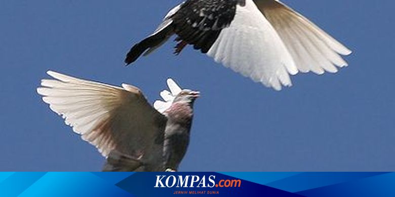 Alasan Merpati Mau Terbang Berkelompok, meski Lebih Melelahkan