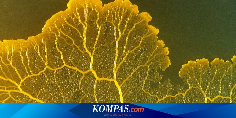 5 Ciri-ciri Protista