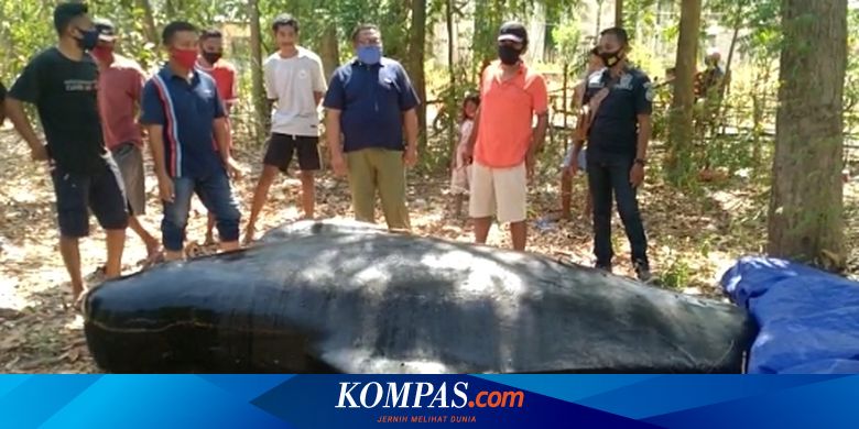 Nelayan di Sikka Temukan Paus Pilot Mati, di Mulutnya Tersangkut Ikan