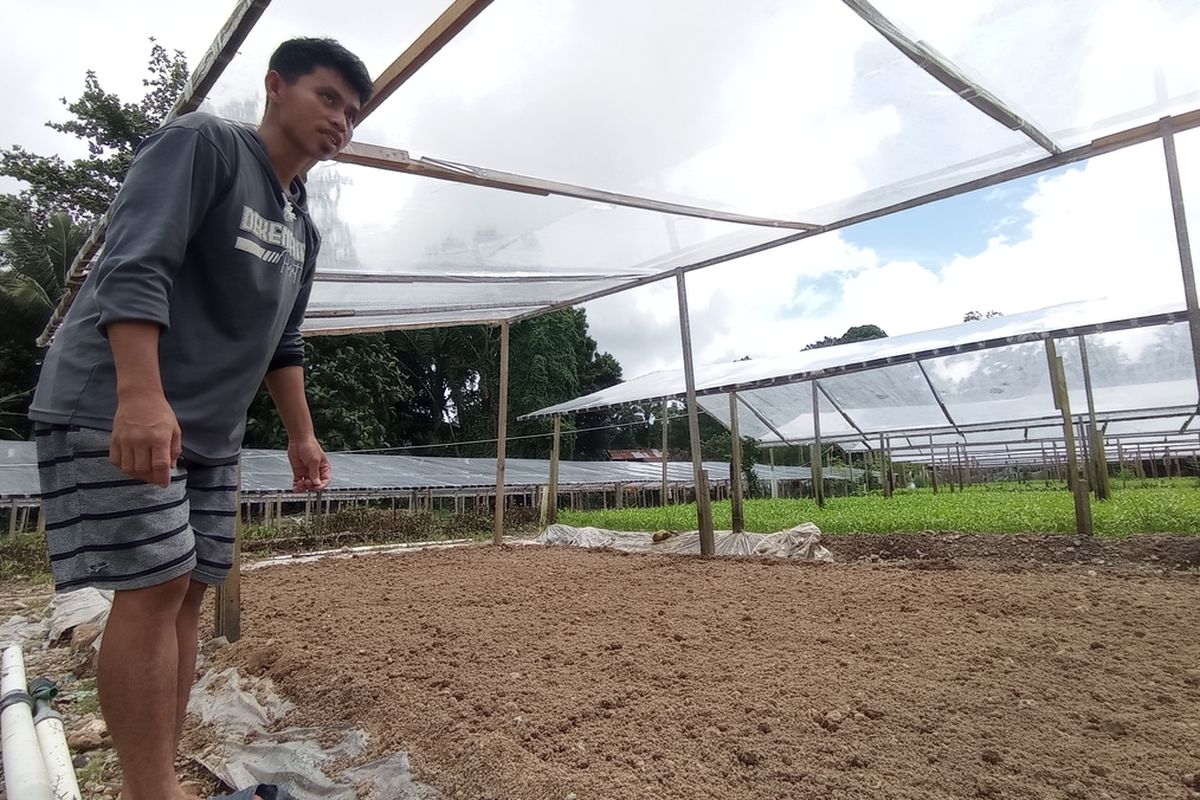 Hujan Ekstrem Akibatkan Gagal Panen Sayur di Kota Ambon