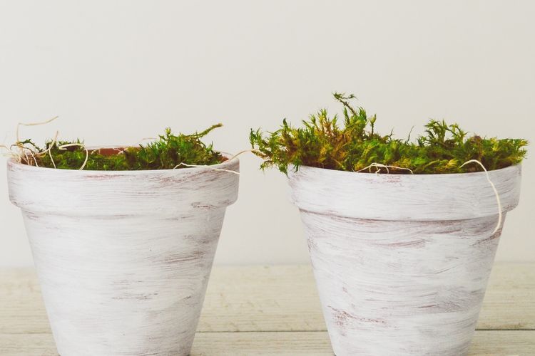 Mudah dan Murah, DIY Pot Bunga Minimalis dari Semen