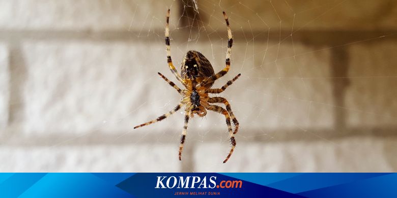 5 Cara Membasmi Laba-laba di Rumah Menurut Ahli Hama