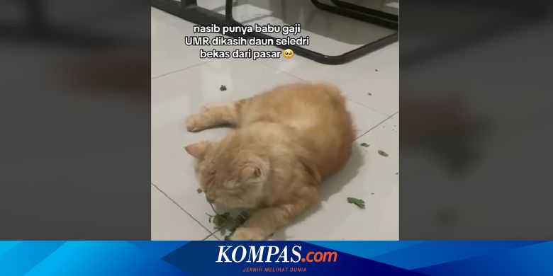 Viral, Video Kucing Disebut "Nge-fly" Saat Makan Daun Seledri ...