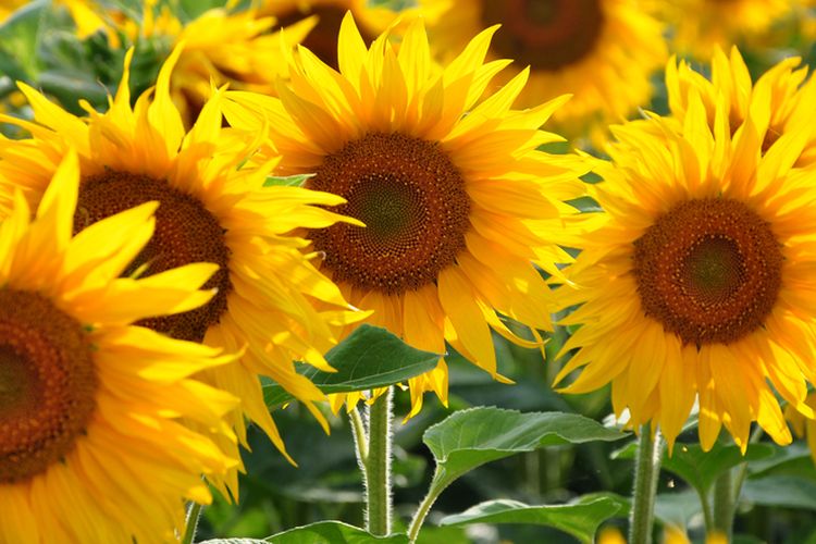 Cara Menanam dan Merawat Bunga Matahari di Tanah dan Pot