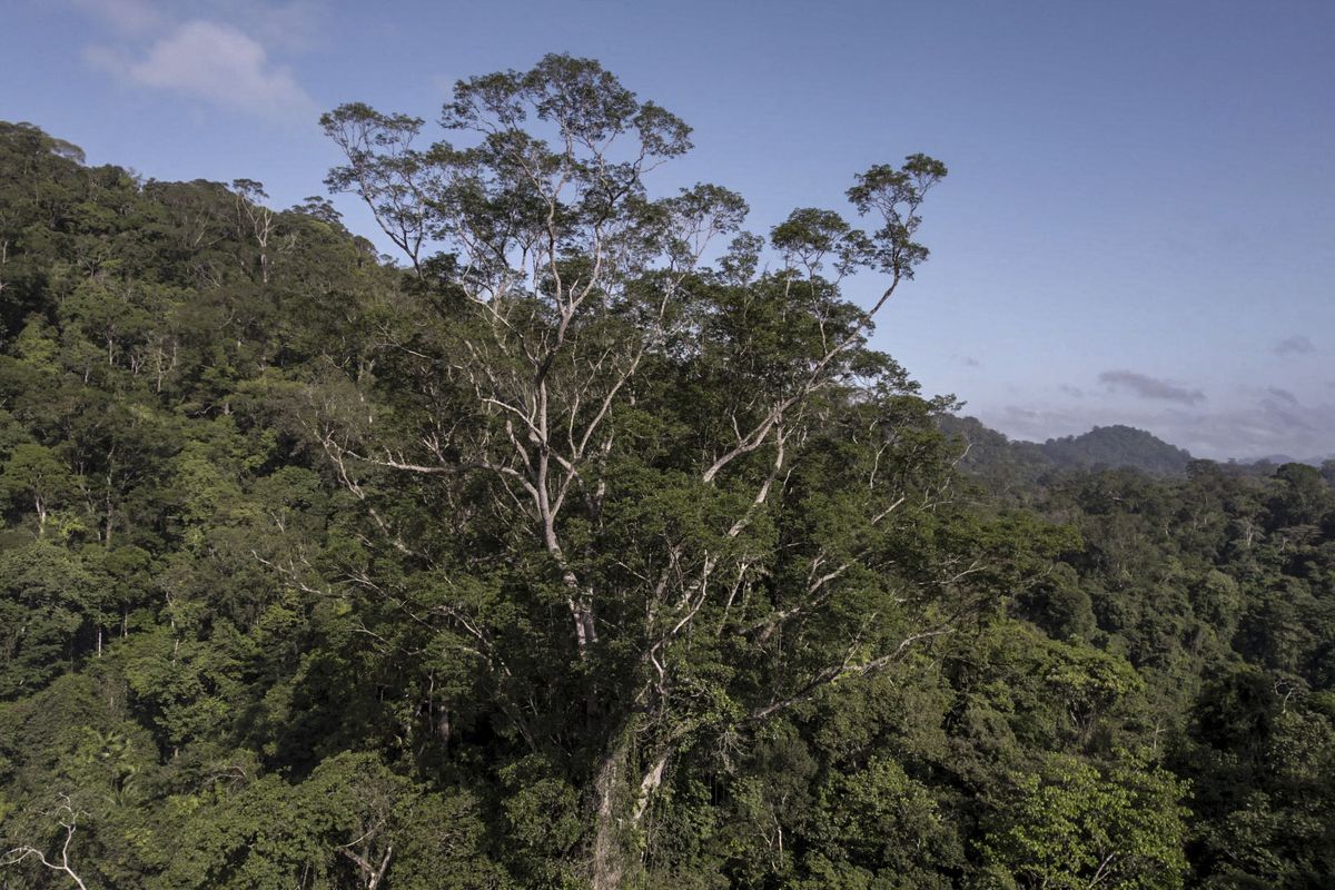 Inilah Pohon Tertinggi di Hutan Amazon, Setara Gedung 25 Lantai dan ...