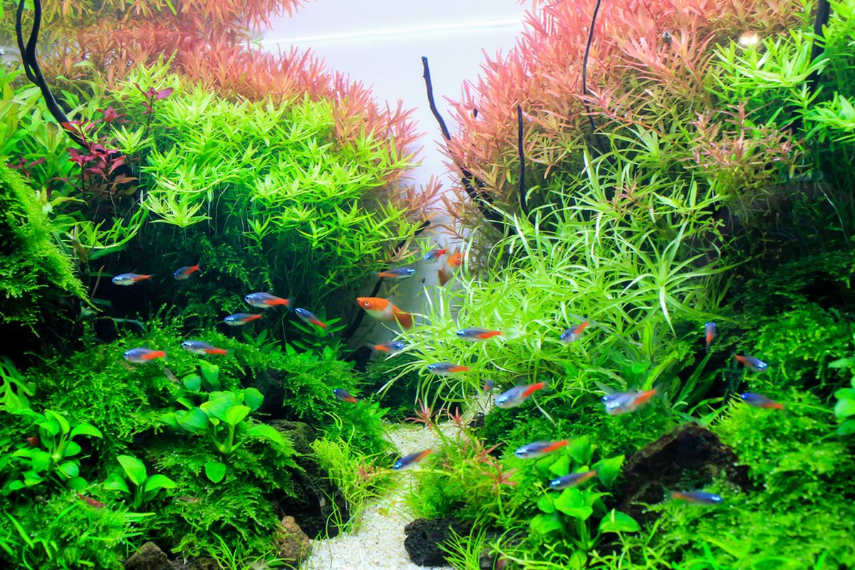 4 Tema Aquascape Gaya Nature Aquarium yang Bisa Dicoba