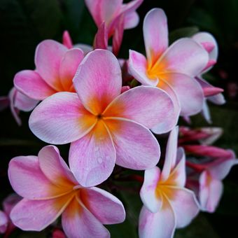 Bukan Mistis, Ini Fakta Menarik Bunga Kamboja yang Sakral dan Kaya Sejarah