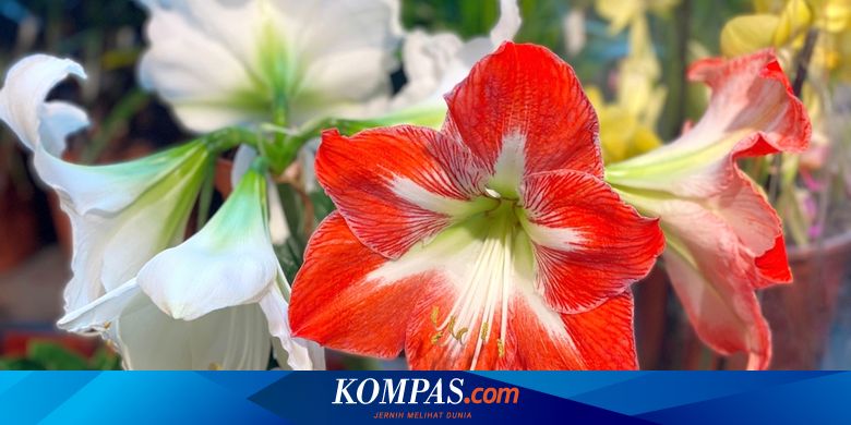 Dulu Dianggap Gulma, Kini Kebun Bunga Amarilis Jadi Destinasi Wisata