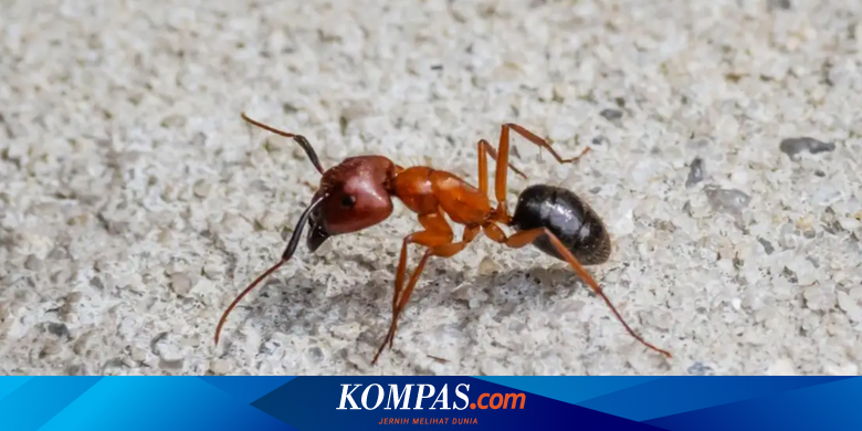 Semut Mengamputasi Anggota Tubuh untuk Selamatkan Diri dari Infeksi