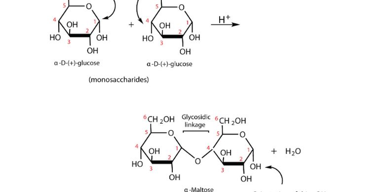 Disakarida: Pengertian, Jenis, dan Contohnya
