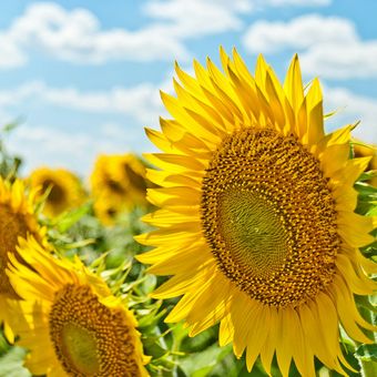 Cara Membuat Bunga Matahari Tetap Segar dan Awet di Dalam Vas