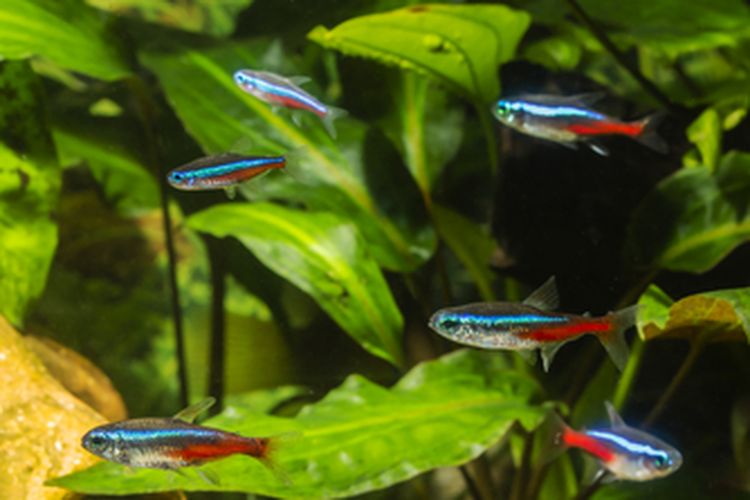 7 Hal yang Perlu Diketahui Sebelum Memelihara Ikan Neon Tetra